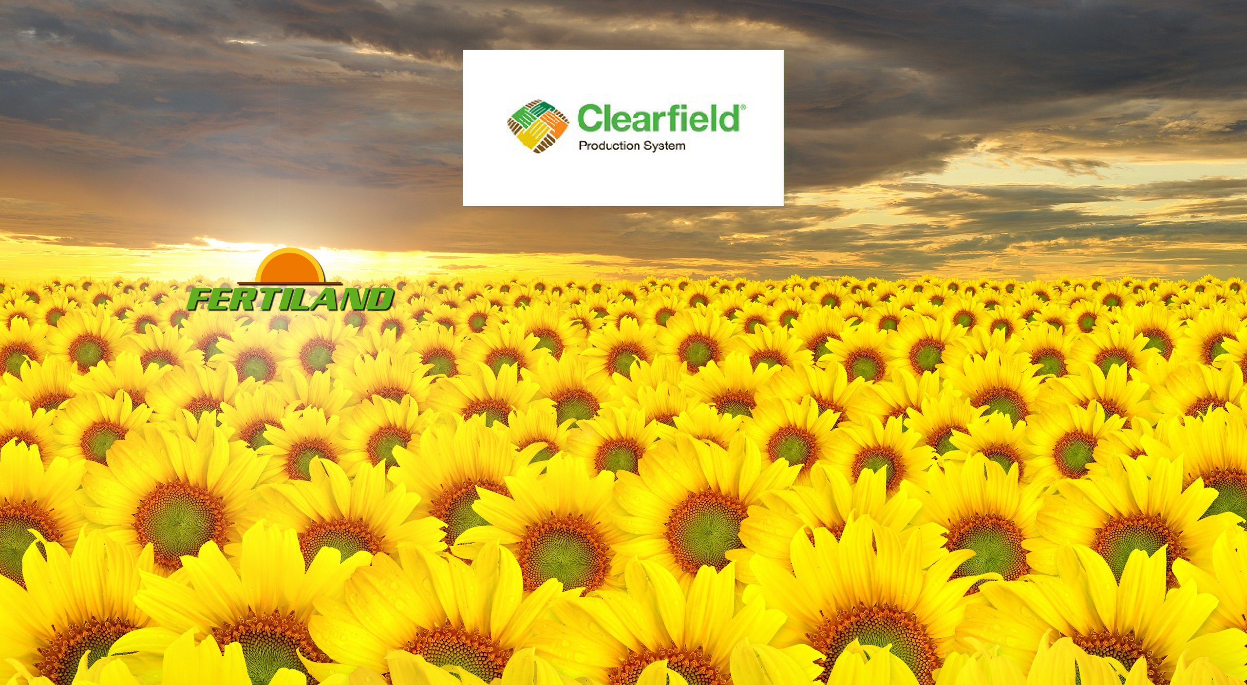 CLEARFIELD СЛЪНЧОГЛЕДОВИ ХИБРИДИ - FERTILANDFERTILAND